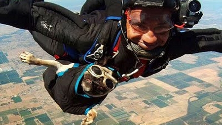 [Video] Así vuela el perro paracaidista - Cooperativa.cl