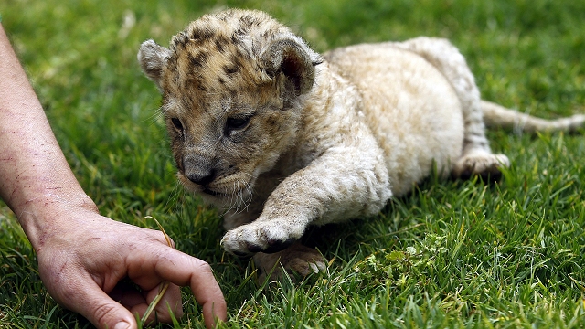 [Fotos] Cría de león recién nacida fue presentada en zoológico de ...