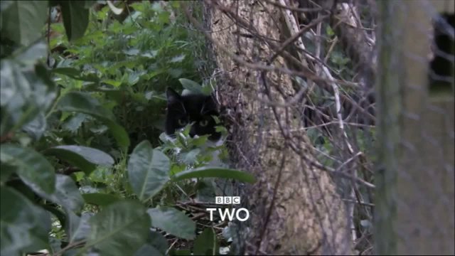 [Video] The Secret Life of the Cat: El documental para los "cat lovers ...