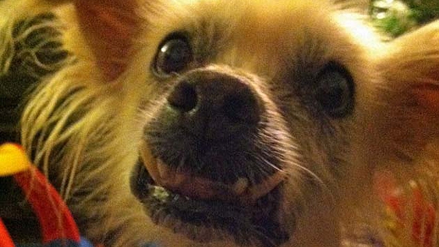 [Fotos] Perros compiten por el premio al más feo - Cooperativa.cl