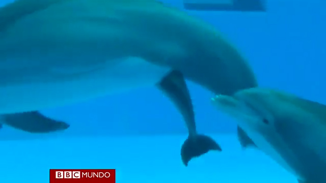 [Video] Así nace un delfín - Cooperativa.cl
