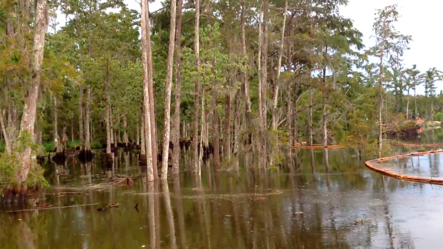 [Video] Un pantano se traga un pueblo entero en Estados Unidos ...