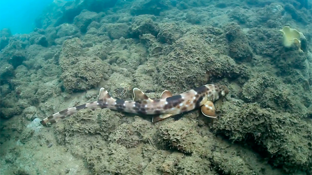 [Video] Descubren especie de tiburón que "camina" - Cooperativa.cl