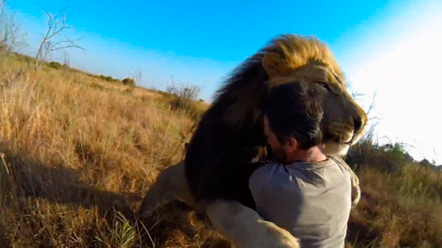 [Video] La emotiva relación entre un hombre y dos leones - Cooperativa.cl