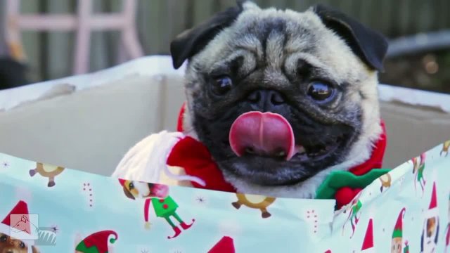 [Video] Mira este tierno video navideño de perritos - Cooperativa.cl