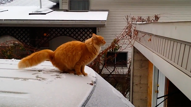 [Video] Fallido salto de un gato se vuelve viral - Cooperativa.cl