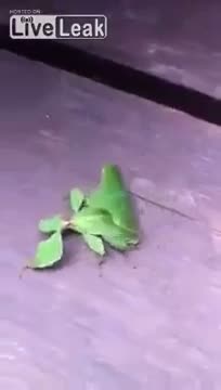 [Video] Mira este singular insecto con forma de hoja - Cooperativa.cl