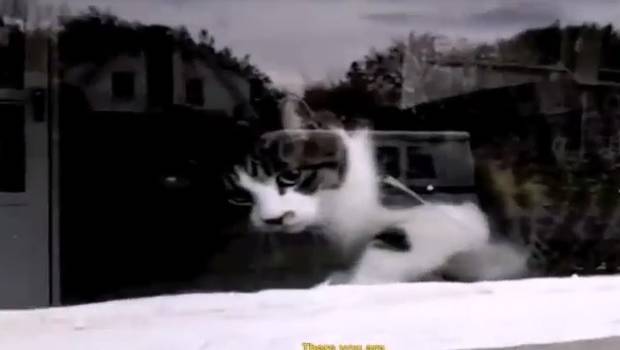 [Video] Gato lucha con el cartero por la correspondencia - Cooperativa.cl