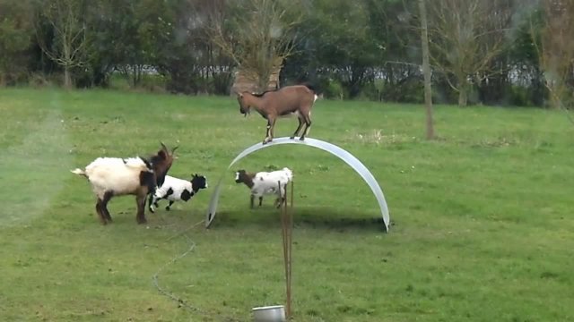 [Video] Cabras se entretienen ingeniosamente sobre un latón ...