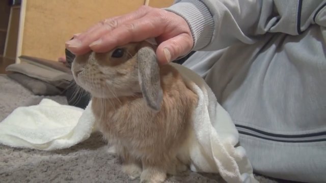 [Video] El adorable conejo que se enoja cuando dejan de acariciarlo ...