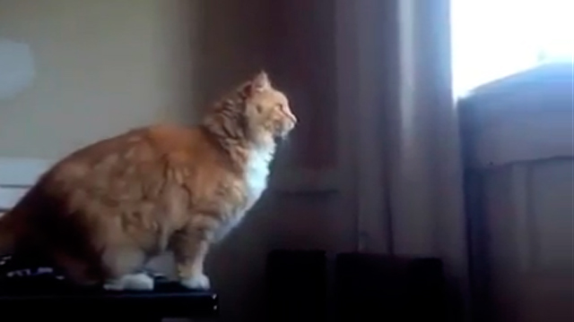 [Video] El fallido salto récord de un gato - Cooperativa.cl