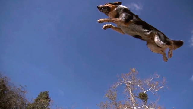 [Video] El perro que practica "parkour" - Cooperativa.cl