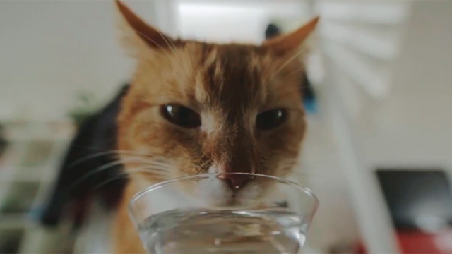[Video] La noche de excesos de un gato - Cooperativa.cl