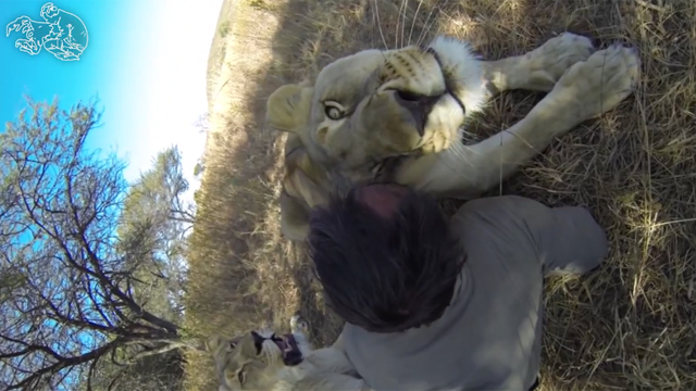 [Video] La extraordinaria relación de un hombre con leones - Cooperativa.cl