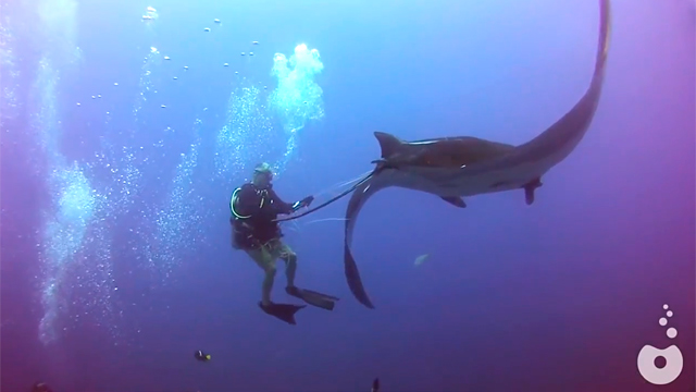 [Video] Mantarraya enredada en una red "pide ayuda" a los buzos ...