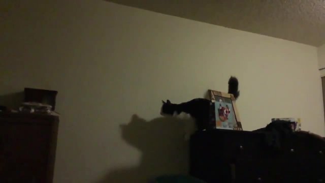 [Video] El fallido salto de un temeroso gato - Cooperativa.cl