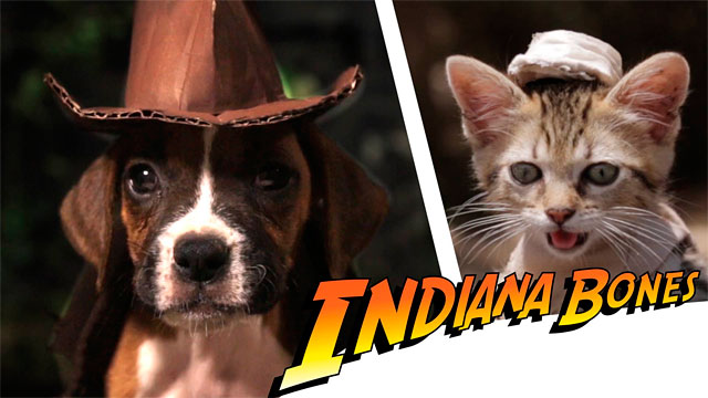 [Video] Perro se transforma en "Indiana Jones" - Cooperativa.cl