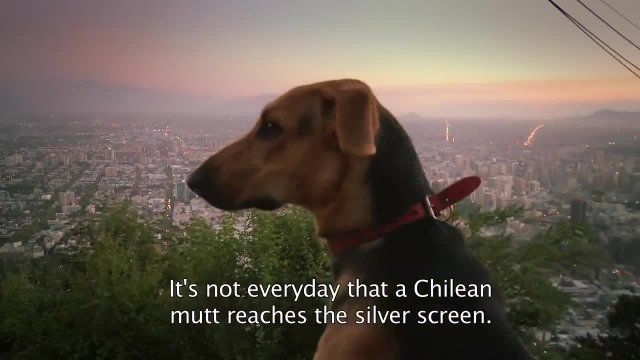 [Video] El nuevo tráiler de "Perla, la película" - Cooperativa.cl