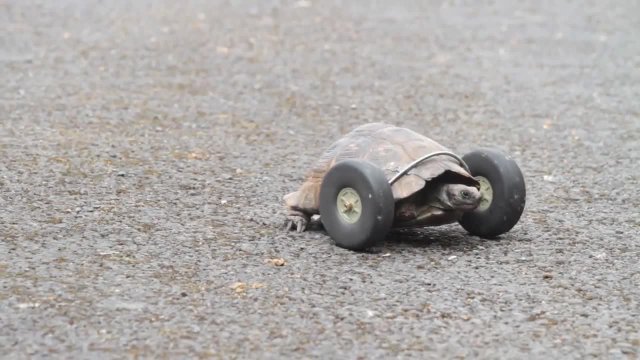 [Video] Tortuga volvió a caminar gracias a estas prótesis - Cooperativa.cl