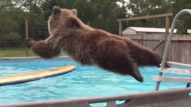 [Video] El espectacular piquero de un oso acalorado - Cooperativa.cl