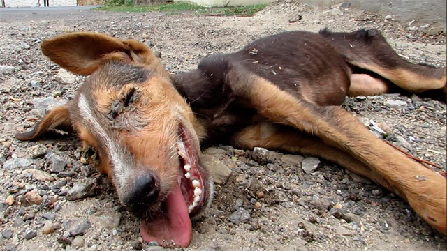 [Video] La emocionante recuperación de un pequeño perro moribundo ...