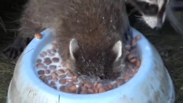 [Video] La extraña forma de este mapache para tomar su leche ...