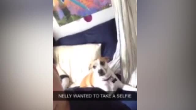 [Video] Este perro es un experto en posar para una "selfie ...