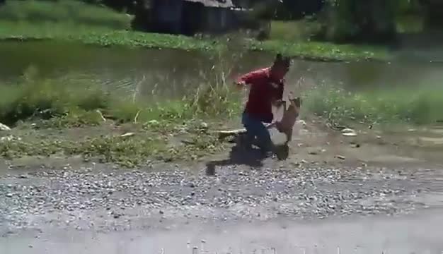 [Video] La increíble pelea a golpes entre un mono y un motociclista ...