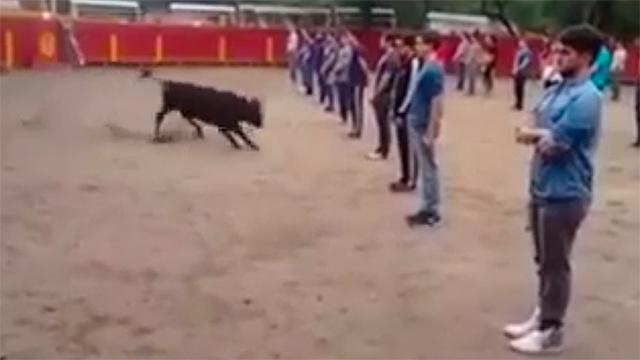 [Video] Experimento contra corridas de toros: Animal no ataca si no lo ...
