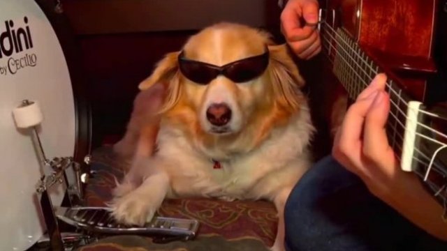 [Video] El deslumbrante talento musical de un perro baterista ...