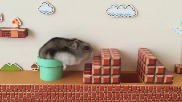 [Video] El hamster que se transforma en Super Mario - Cooperativa.cl