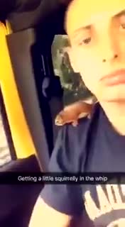 [Video] La curiosa amistad entre Jake y una ardilla llamada "Wilson ...