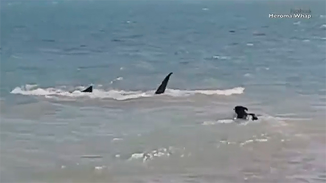[Video] Temerario perro entra al mar para "jugar" con tiburones ...