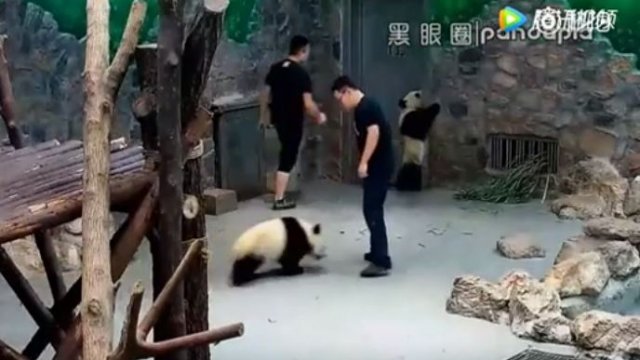 [Video] Polémica por maltrato a pandas en reserva china - Cooperativa.cl