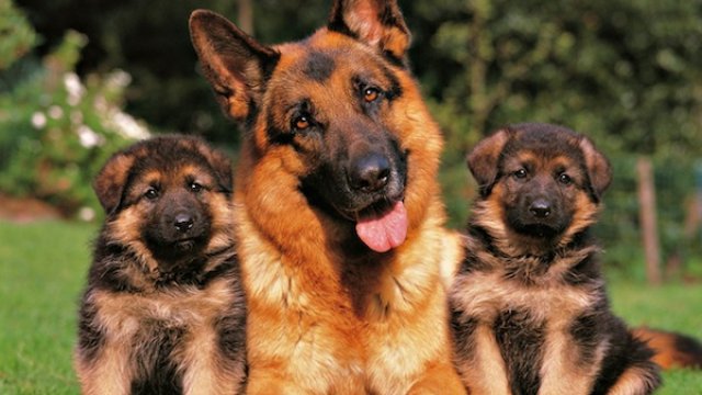 [Fotos] Estos son los perros de raza favoritos de los chilenos ...