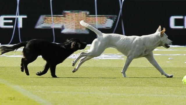 [Video] El perro "Sultán" predijo una definición entre Colo Colo y U ...