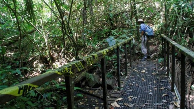 [Fotos] Ocelotes, pumas y jaguares en carrera por no desaparecer del ...