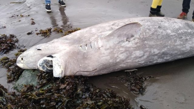 [Fotos] Tiburón dormilón del Pacífico varó en playa de Pichilemu ...