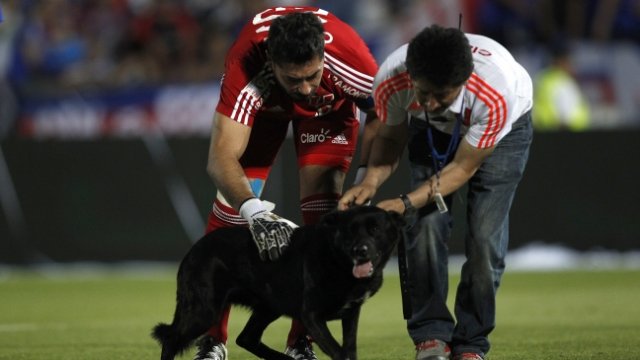 [Audio] El perro Sultán vaticinó resultados de la fecha 10 y dio ...