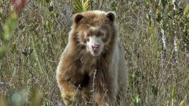 [Video] Captaron por primera vez al oso dorado en región amazónica de ...