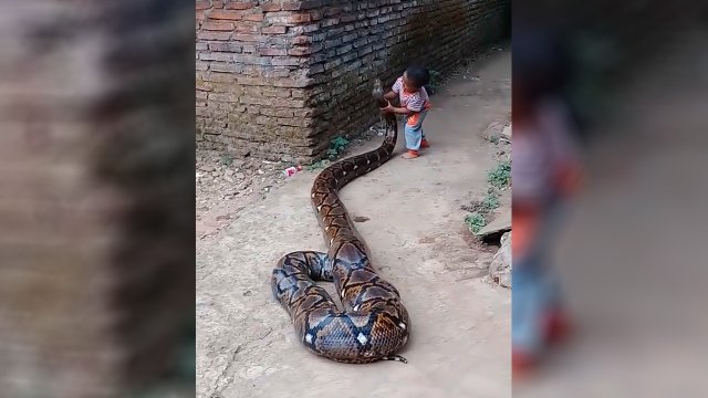 [Video] Niño jugando con una enorme pitón impacta a redes - Cooperativa.cl
