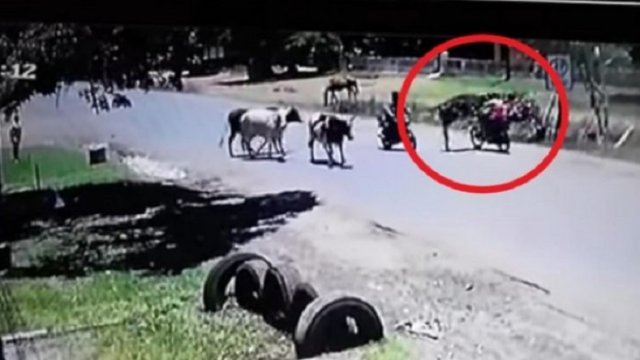[Video] La vaca "karateca" que se volvió viral en Paraguay - Cooperativa.cl