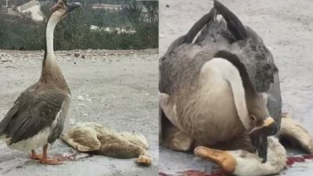 [Video] El desgarrador momento en que un ganso trató de despertar a su ...