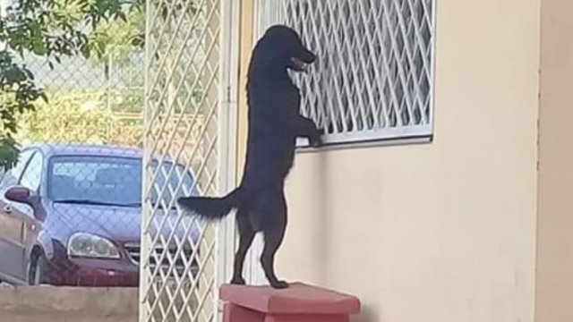 [Fotos] Tierno perrito se viralizó por su paciencia esperando a su amo ...