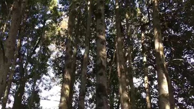 [Video] Descubren bosque virgen de árbol chileno en peligro de ...
