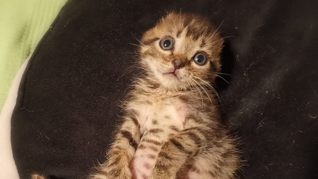 [Fotos] El gatito sin orejas que conmovió a las redes y busca una ...