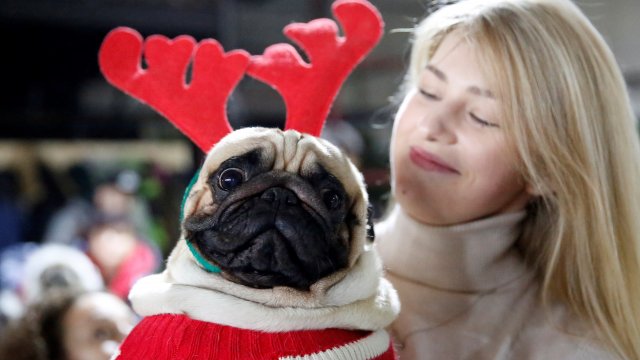 [Fotos] Con sus mejores trajes, perros Pug asisten a particular fiesta ...