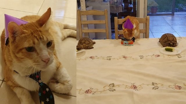 [Fotos] Le celebraron el cumpleaños al gato y el festejo se viralizó ...