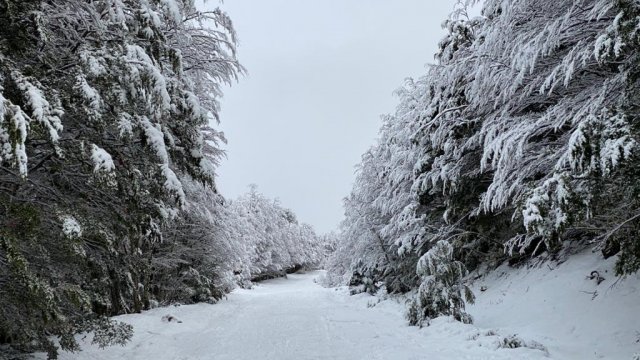 [Fotos] Las bellas postales que deja la nieve en Punta Arenas ...
