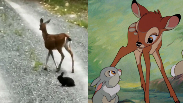 [Video] Captan a un ciervo y un conejo tal como en escena de "Bambi ...